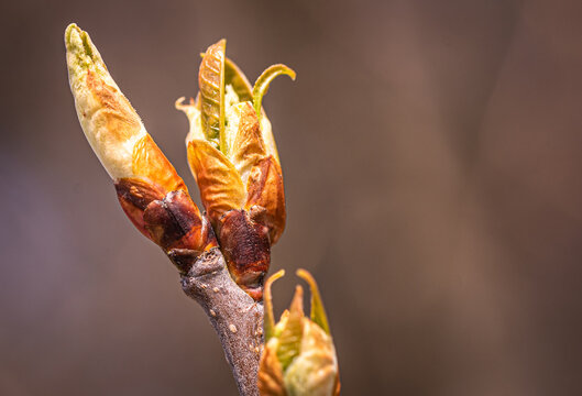 "Tree Bud" Images – Browse 514 Stock Photos, Vectors, and Video | Adobe ...