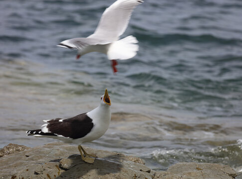 รูปภาพMollyhawk – เลือกดูภาพถ่ายสต็อก เวกเตอร์ และวิดีโอ162 | Adobe Stock