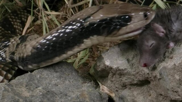 King Cobra Eating A Mouse