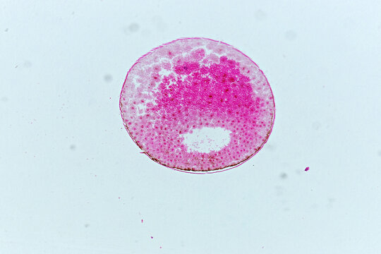 Blastula Under Microscope