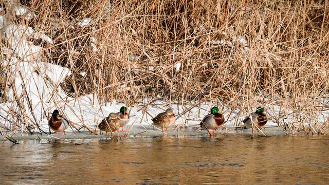 Widawa Images – Browse 45 Stock Photos, Vectors, and Video | Adobe Stock