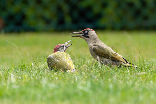รูปภาพErdspecht – เลือกดูภาพถ่ายสต็อก เวกเตอร์ และวิดีโอ187 | Adobe Stock