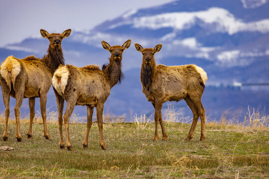รูปภาพMaral – เลือกดูภาพถ่ายสต็อก เวกเตอร์ และวิดีโอ5,302 | Adobe Stock