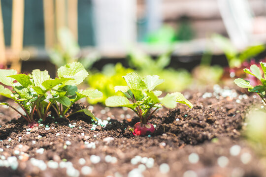 Snail Bed Bilder – Durchsuchen 722 Archivfotos, Vektorgrafiken und ...