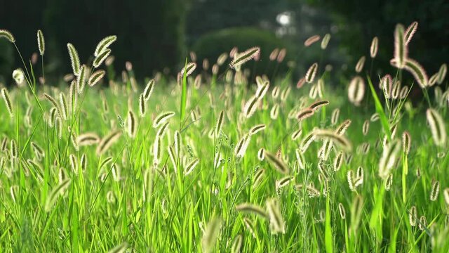 Setaria Images – Browse 1,542 Stock Photos, Vectors, and Video | Adobe ...