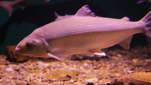 Omul Bilder – Durchsuchen 645 Archivfotos, Vektorgrafiken und Videos ...