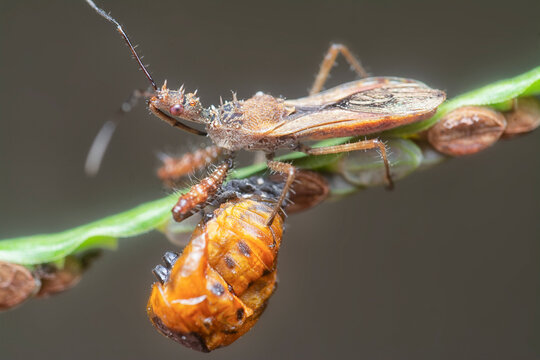 รูปภาพHarpactorinae – เลือกดูภาพถ่ายสต็อก เวกเตอร์ และวิดีโอ81 | Adobe ...