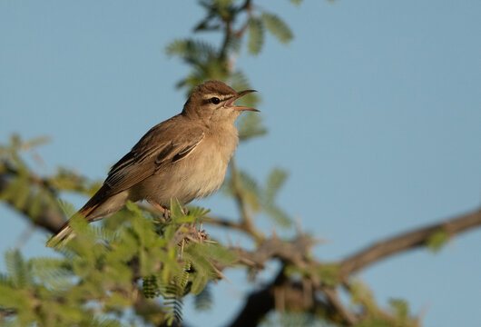 Hamal Images – Browse 46 Stock Photos, Vectors, and Video | Adobe Stock