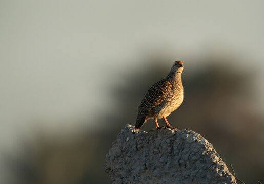 รูปภาพPerdicinae – เลือกดูภาพถ่ายสต็อก เวกเตอร์ และวิดีโอ271 | Adobe Stock