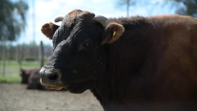 Cuernos Images – Browse 17,507 Stock Photos, Vectors, and Video | Adobe ...