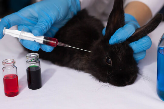 Rabbit Testing Images – Browse 5,096 Stock Photos, Vectors, and Video ...