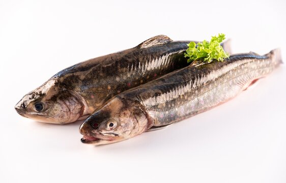 「Lachsfisch」の画像 - 142 件の Stock 写真、ベクターおよびビデオ | Adobe Stock