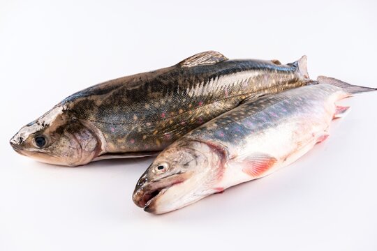 「Lachsfisch」の画像 - 142 件の Stock 写真、ベクターおよびビデオ | Adobe Stock