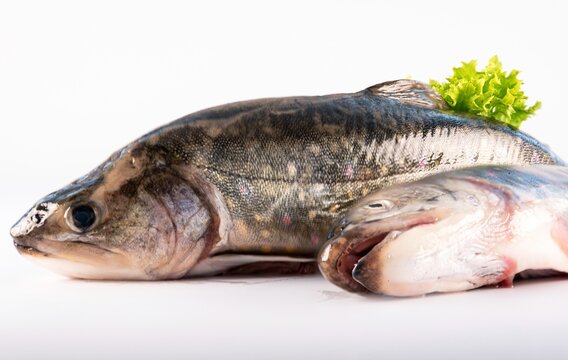 「Lachsfisch」の画像 - 142 件の Stock 写真、ベクターおよびビデオ | Adobe Stock