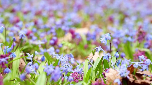 "Alpine Squill" Images – Browse 2,484 Stock Photos, Vectors, and Video ...