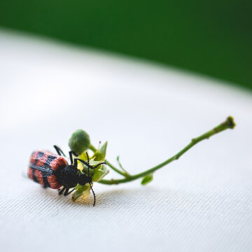 Pololo Images – Browse 8 Stock Photos, Vectors, and Video | Adobe Stock