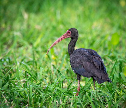 Coquito Images – Browse 378 Stock Photos, Vectors, and Video | Adobe Stock