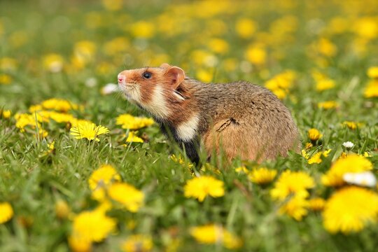 Hamsterbacken Bilder – Durchsuchen 1,862 Archivfotos, Vektorgrafiken ...