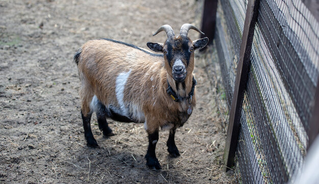 Lamy Bilder – Durchsuchen 250 Archivfotos, Vektorgrafiken und Videos ...