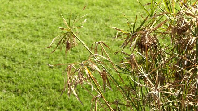 Nutsedge Images – Browse 628 Stock Photos, Vectors, and Video | Adobe Stock