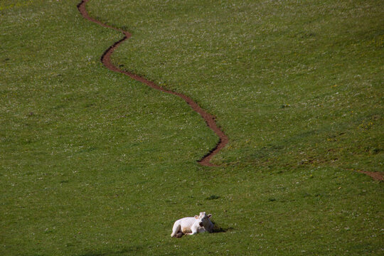 「Ruminer」の画像 - 760 件の Stock 写真、ベクターおよびビデオ | Adobe Stock