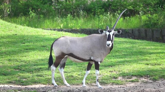 Gemsbuck 影像 – 瀏覽 10,794 個素材庫相片、向量圖和影片 | Adobe Stock