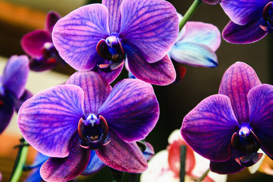 รูปภาพVivero – เลือกดูภาพถ่ายสต็อก เวกเตอร์ และวิดีโอ1,871 | Adobe Stock