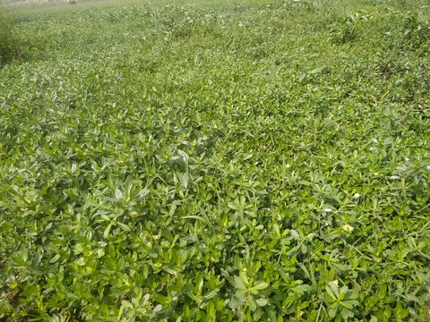 Grash Images – Browse 35 Stock Photos, Vectors, and Video | Adobe Stock