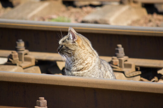 Cat Riding A Train