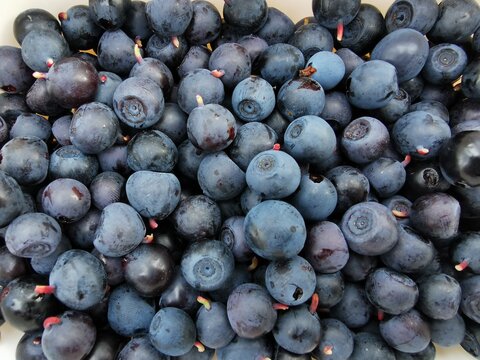 รูปภาพBeere – เลือกดูภาพถ่ายสต็อก เวกเตอร์ และวิดีโอ67,770 | Adobe Stock