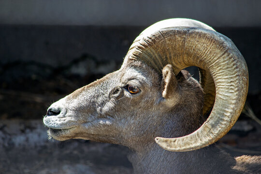 รูปภาพOvis – เลือกดูภาพถ่ายสต็อก เวกเตอร์ และวิดีโอ39,682 | Adobe Stock