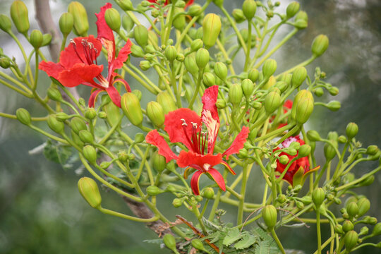 Gulmohar Images – Browse 782 Stock Photos, Vectors, and Video | Adobe Stock