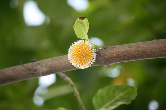 Burflower-Tree Images – Browse 36 Stock Photos, Vectors, and Video ...