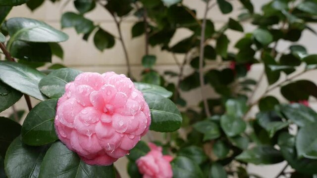 Common Camellia Images – Browse 819 Stock Photos, Vectors, and Video ...