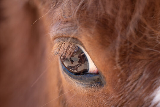รูปภาพTierauge – เลือกดูภาพถ่ายสต็อก เวกเตอร์ และวิดีโอ224 | Adobe Stock