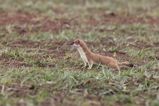 รูปภาพCydia – เลือกดูภาพถ่ายสต็อก เวกเตอร์ และวิดีโอ1,121 | Adobe Stock