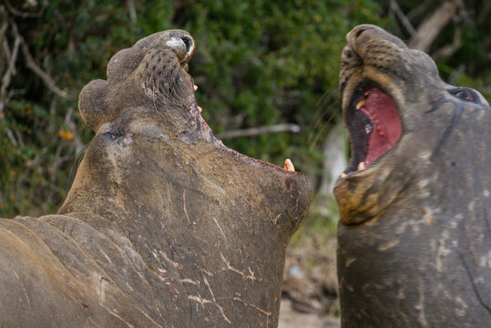 รูปภาพLeonina – เลือกดูภาพถ่ายสต็อก เวกเตอร์ และวิดีโอ2,366 | Adobe Stock