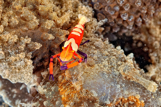 "Emperor Shrimp" Images – Browse 632 Stock Photos, Vectors, and Video ...
