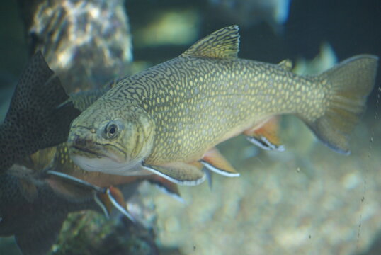 Brook Trout Scales Images – Browse 223 Stock Photos, Vectors, and Video ...