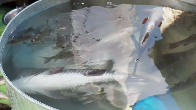 รูปภาพRohu – เลือกดูภาพถ่ายสต็อก เวกเตอร์ และวิดีโอ781 | Adobe Stock