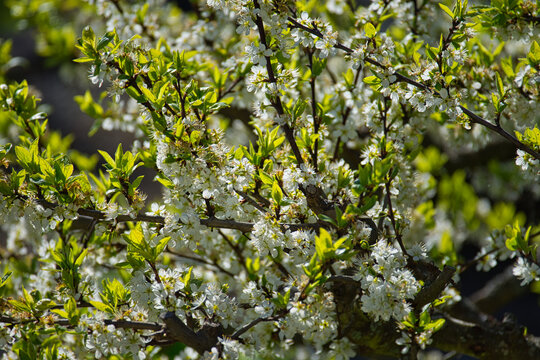 รูปภาพMirabellenbaum – เลือกดูภาพถ่ายสต็อก เวกเตอร์ และวิดีโอ219 ...