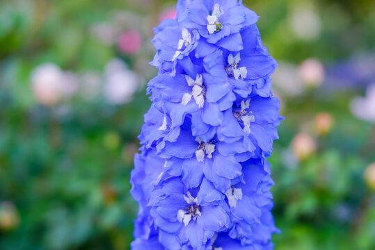 「青い花」の画像 - 776,885 件の Stock 写真、ベクターおよびビデオ | Adobe Stock