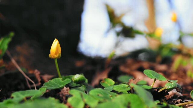 "Yellow Bud" Images – Browse 175 Stock Photos, Vectors, and Video ...