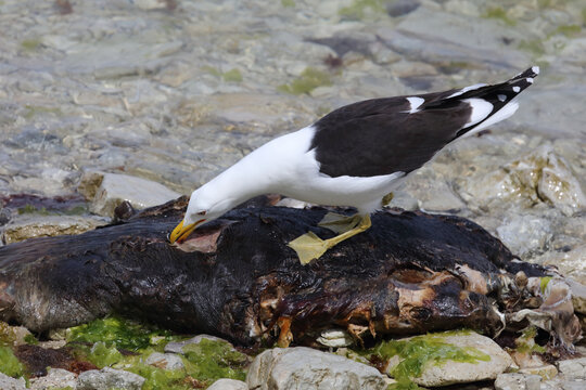รูปภาพMollyhawk – เลือกดูภาพถ่ายสต็อก เวกเตอร์ และวิดีโอ141 | Adobe Stock