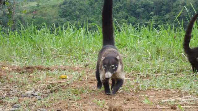Tejon Images – Browse 180 Stock Photos, Vectors, and Video | Adobe Stock