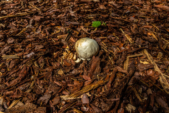 Fuzzball bilder – Bläddra bland 881 stockfoton, vektorer och videor ...