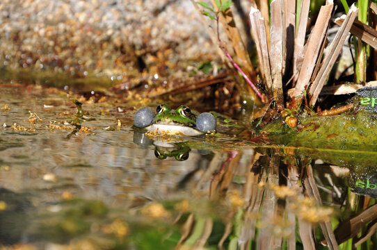 2,823 IMAGES, PHOTOS ET ILLUSTRATIONS VECTORIELLES STOCK APPROPRIÉES ...