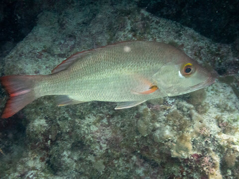 Mahogany Snapper