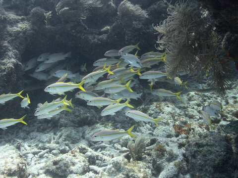รูปภาพ"Yellow Goatfish" – เลือกดูภาพถ่ายสต็อก เวกเตอร์ และวิดีโอ138 ...