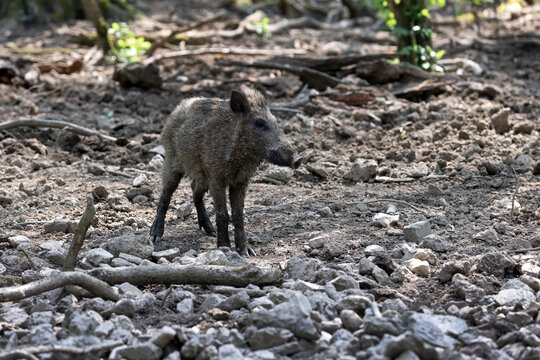 รูปภาพJagdwild – เลือกดูภาพถ่ายสต็อก เวกเตอร์ และวิดีโอ1,318 | Adobe Stock